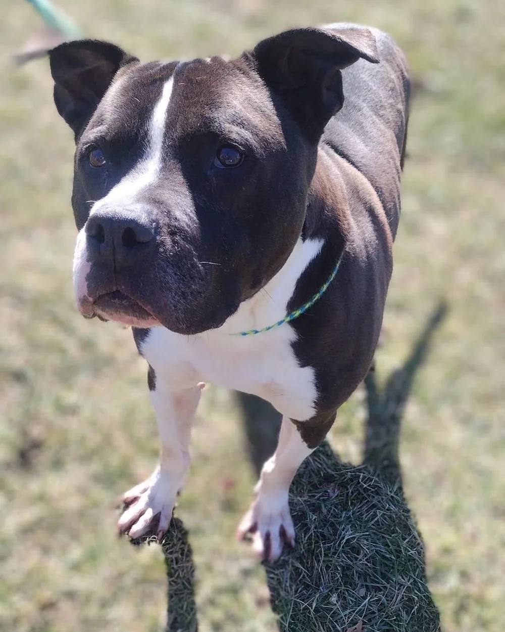 Prince — New York Bully Crew