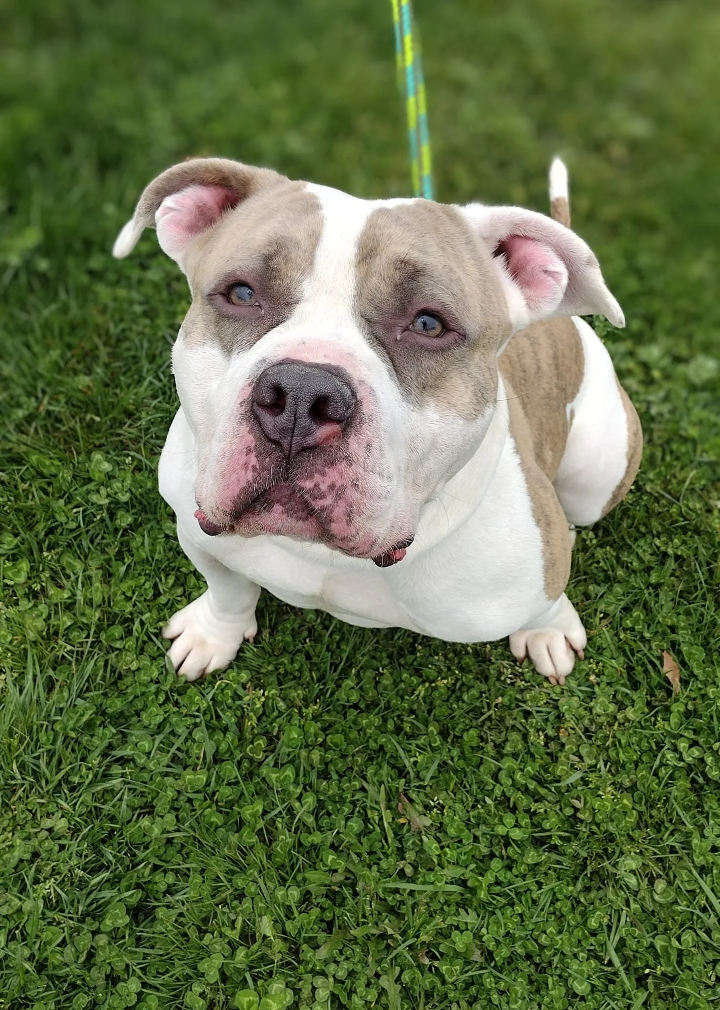 Adopt — New York Bully Crew