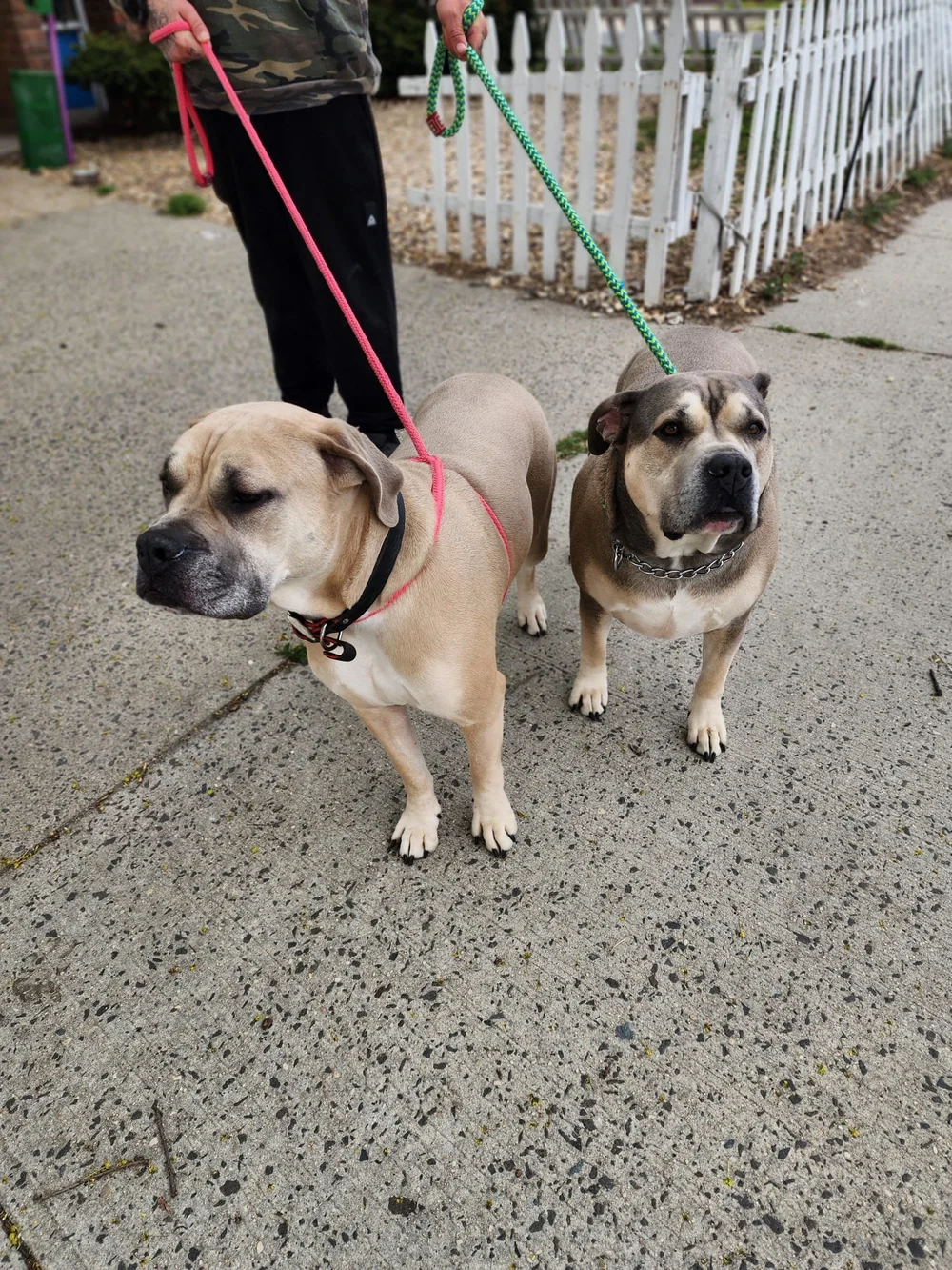 Nala & Bailey — New York Bully Crew
