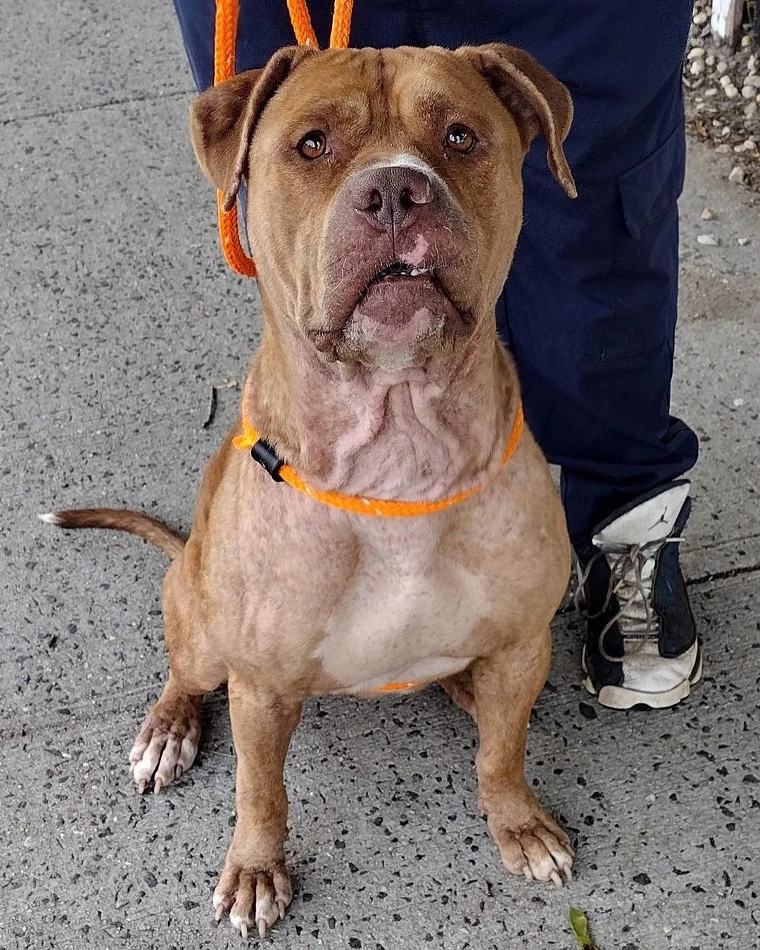 Adopt — New York Bully Crew