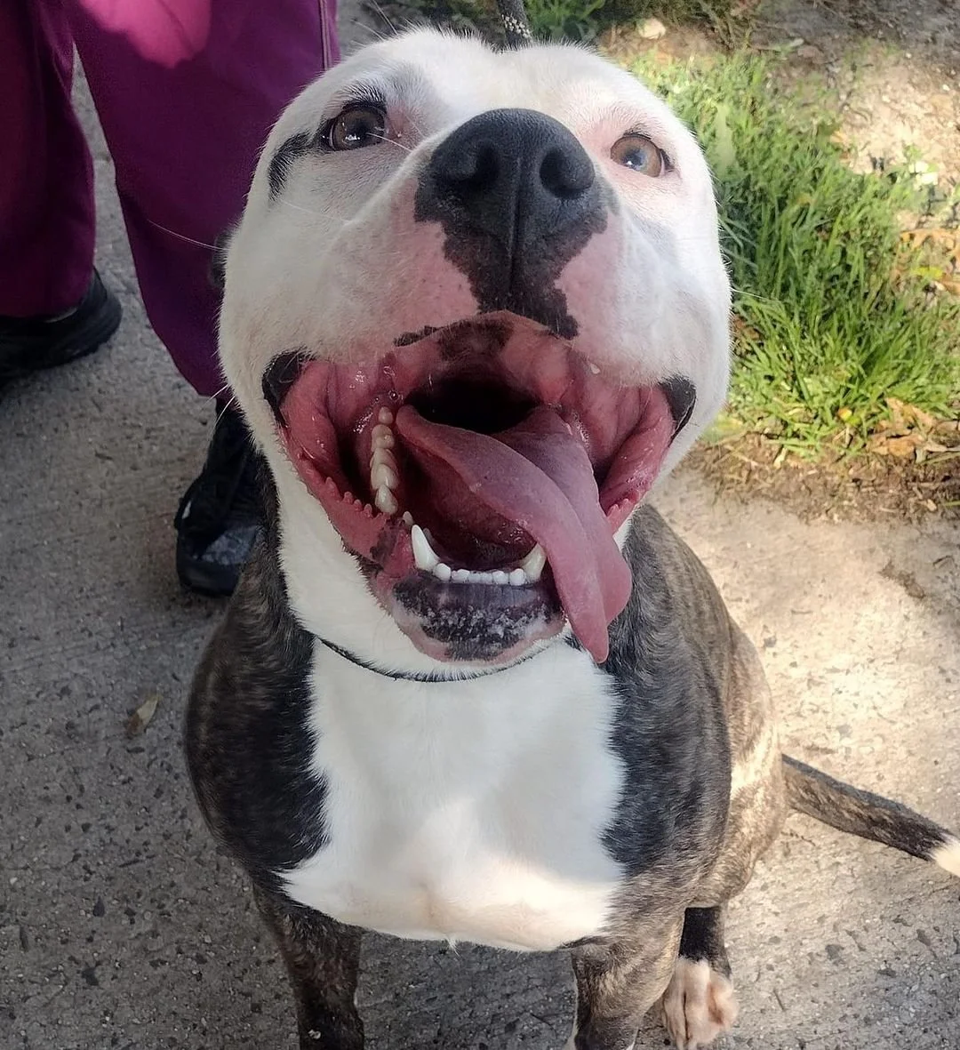 Gabriella — New York Bully Crew