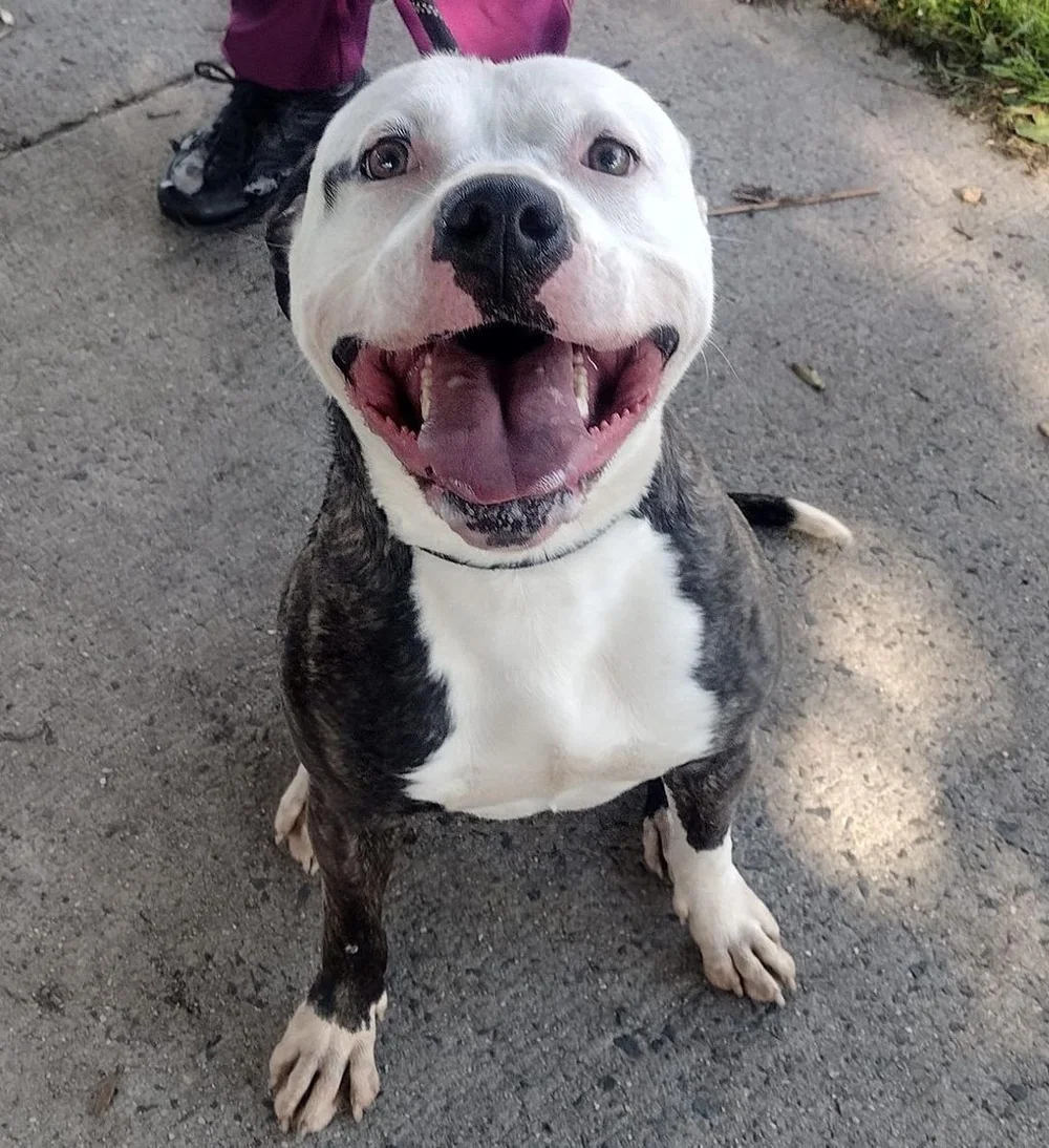 Gabriella — New York Bully Crew