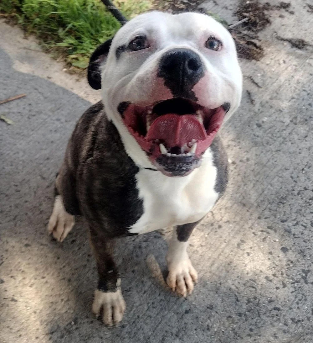 Gabriella — New York Bully Crew