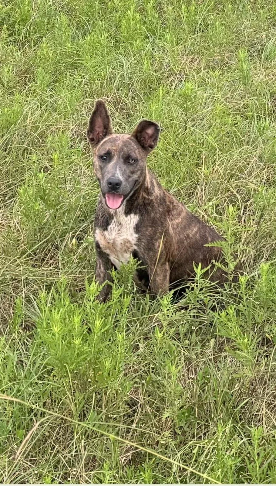 Adopt — New York Bully Crew