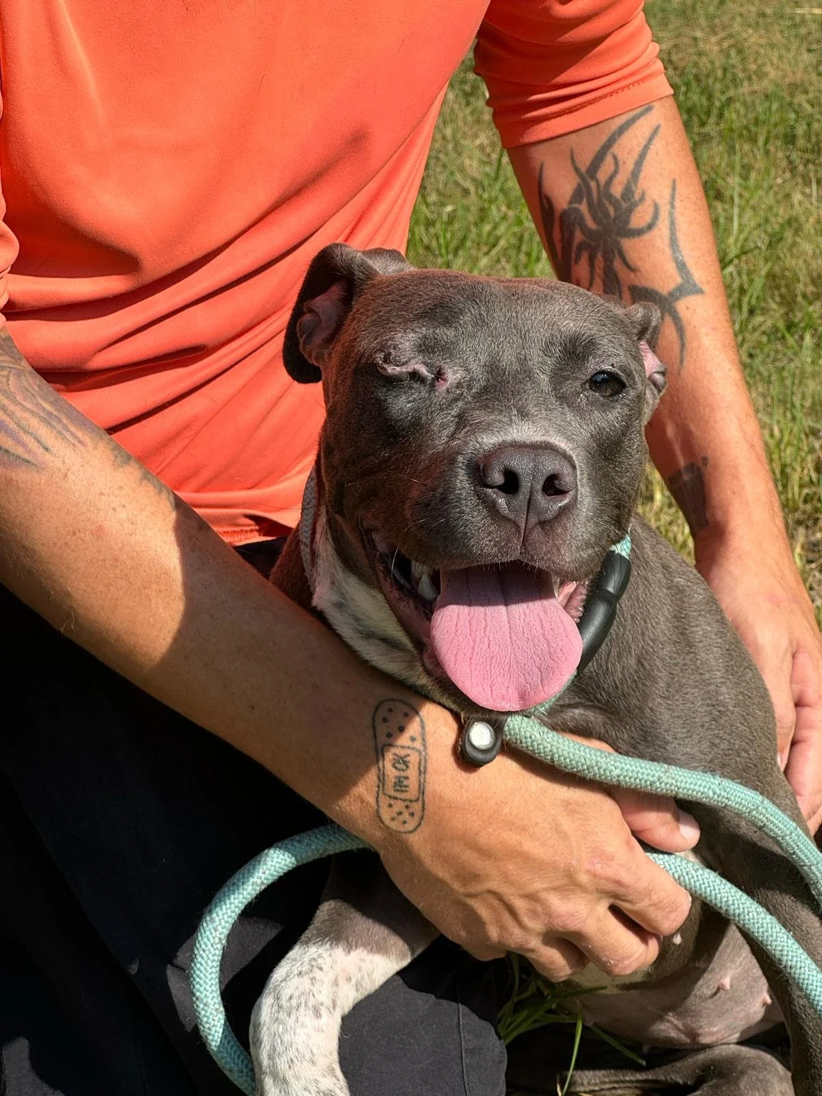 Adopt — New York Bully Crew