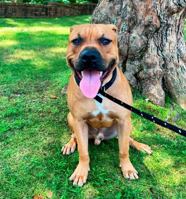 Adopt — New York Bully Crew