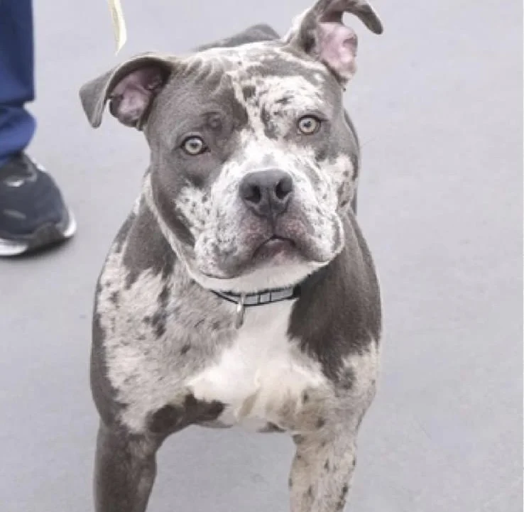 Drago — New York Bully Crew