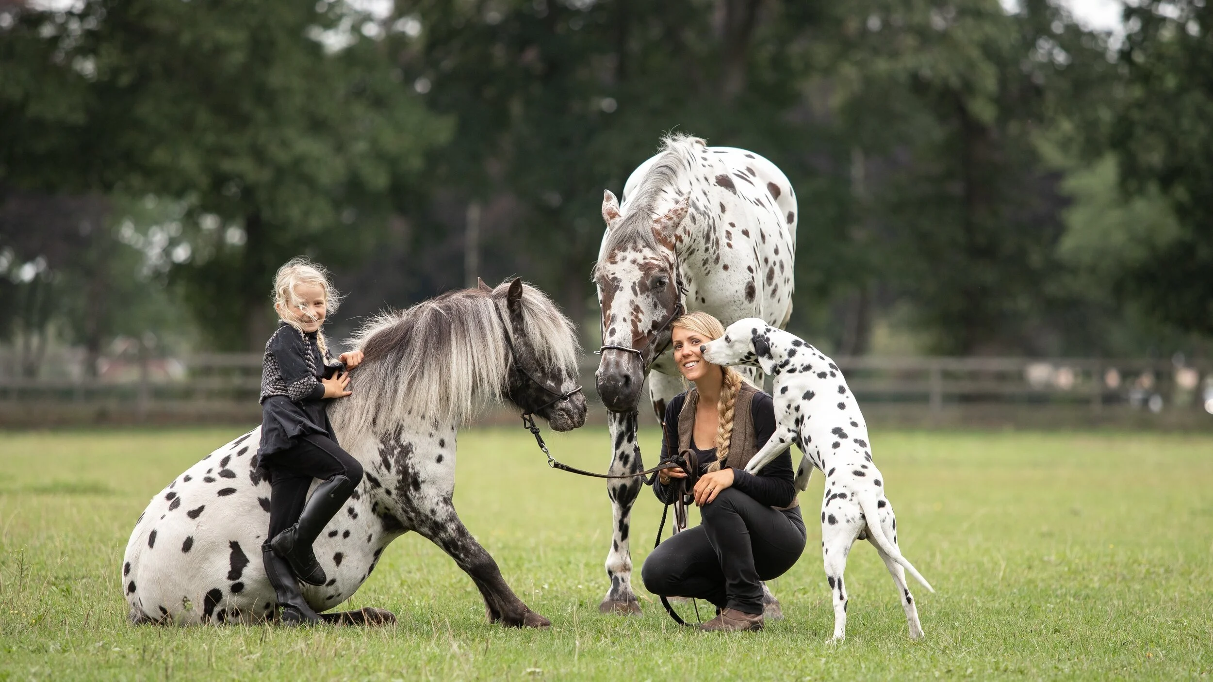 Welkom bij Human & Horse Academy en Hotel.