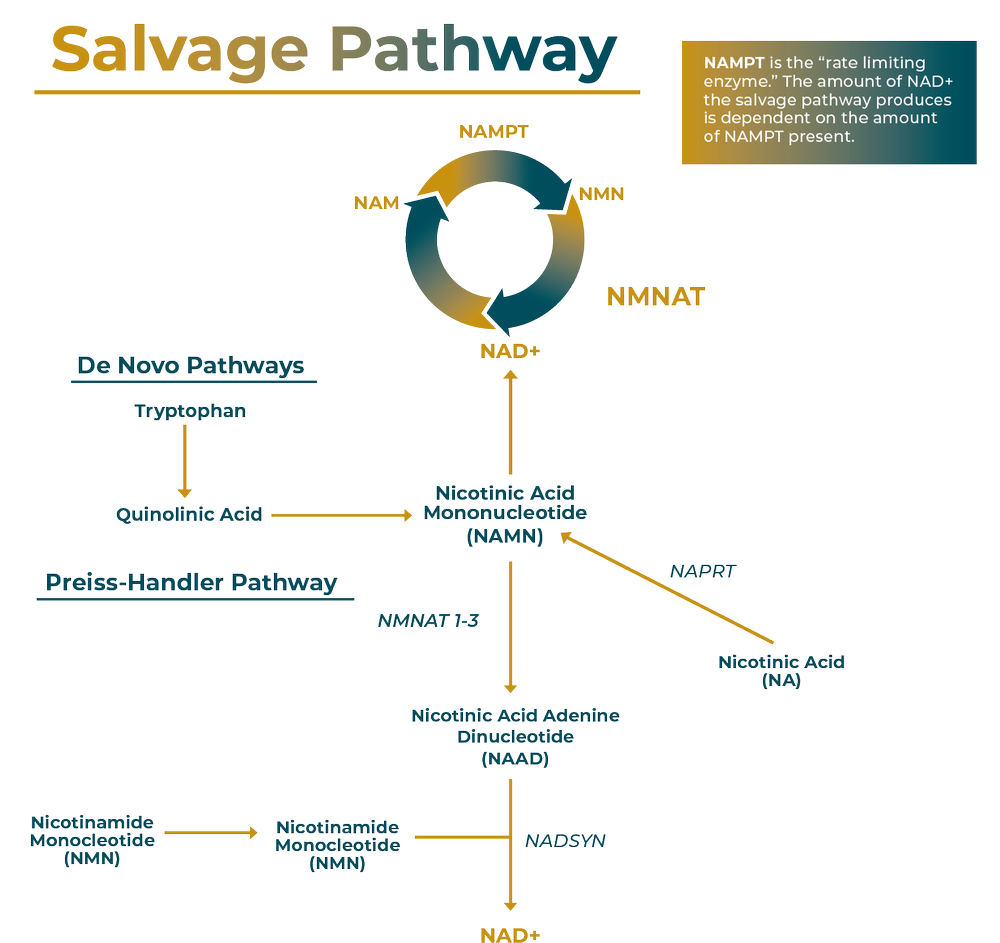 How do NAD+ Supplements Work? — SOLR