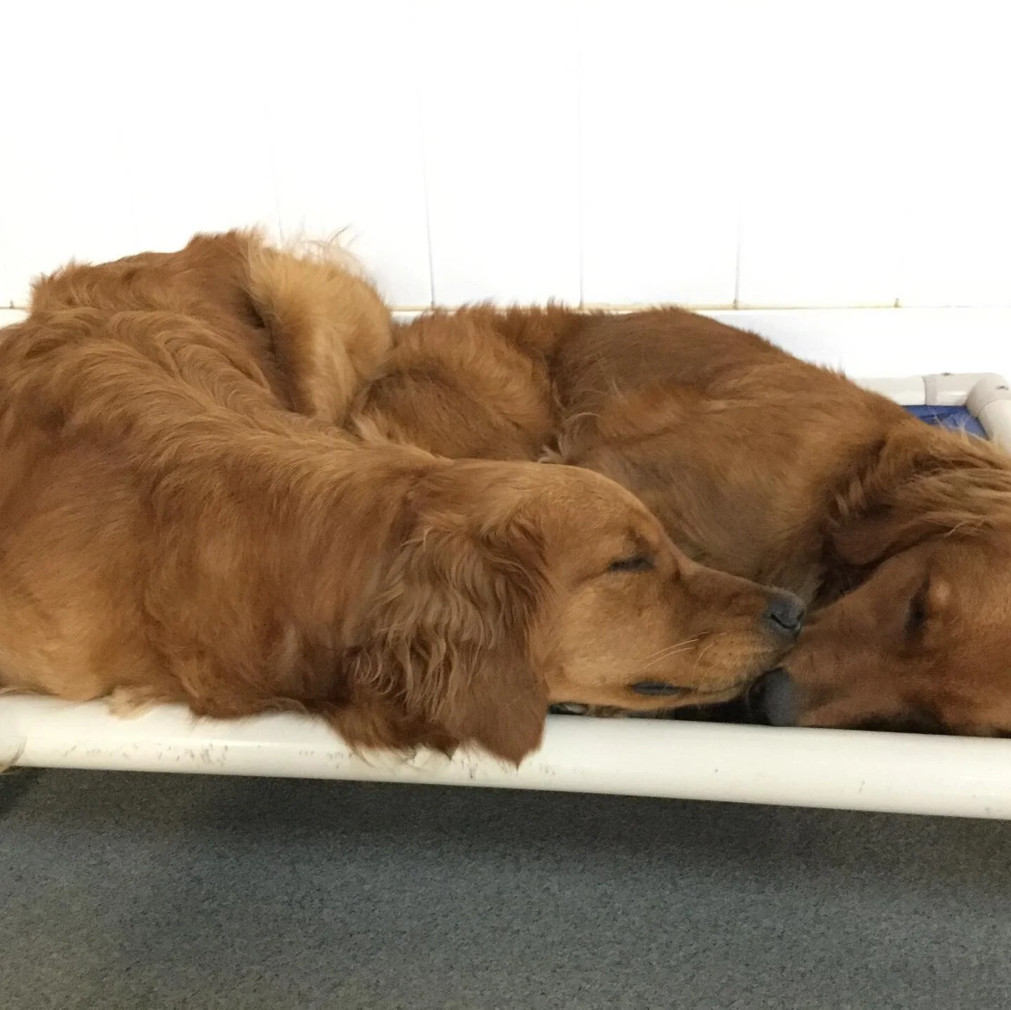 The Dog Den | Dog Day Care | Dog Training | Madison
