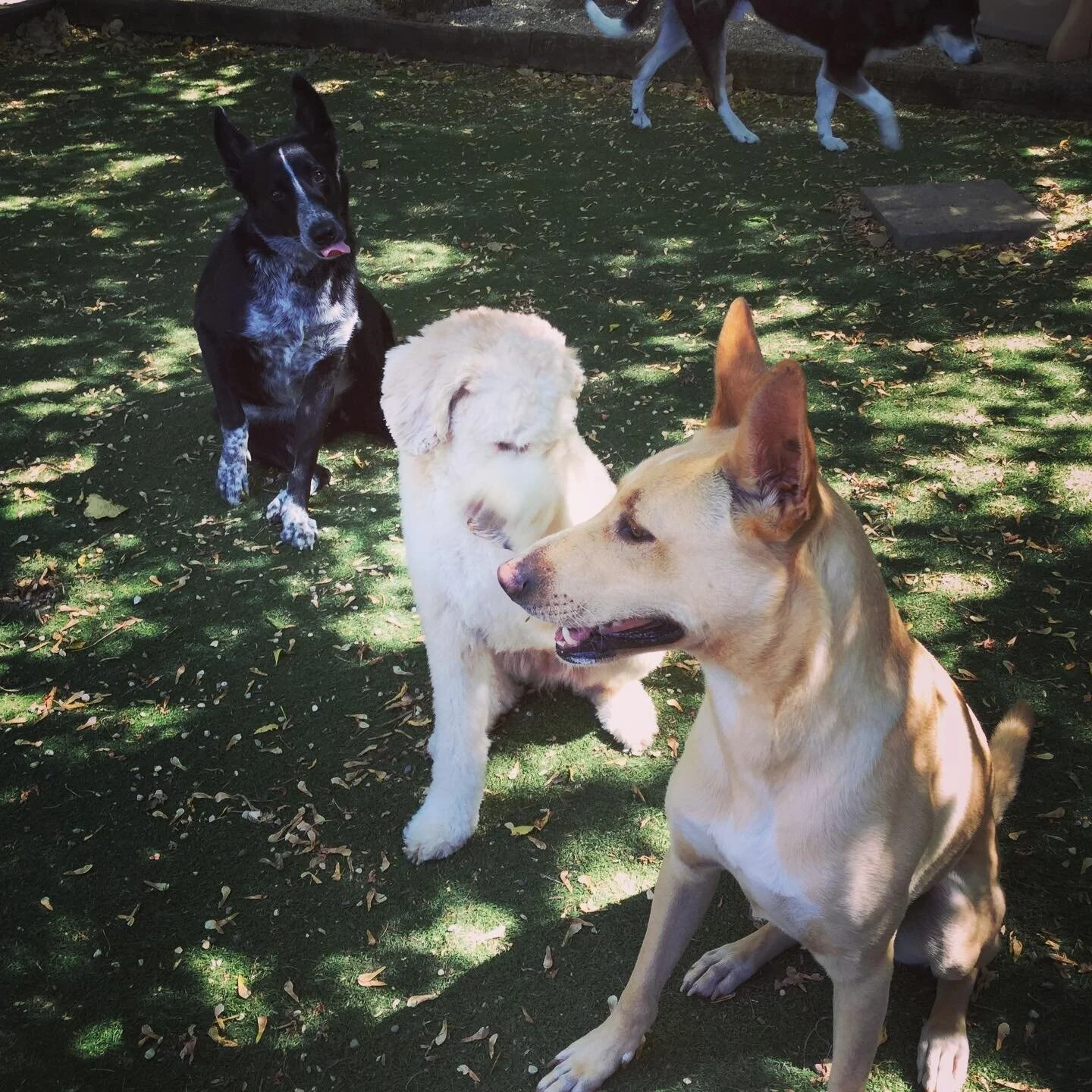 The Dog Den | Dog Day Care | Dog Training | Madison