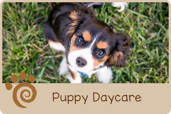 The Dog Den | Dog Day Care | Dog Training | Madison