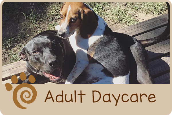 The Dog Den | Dog Day Care | Dog Training | Madison