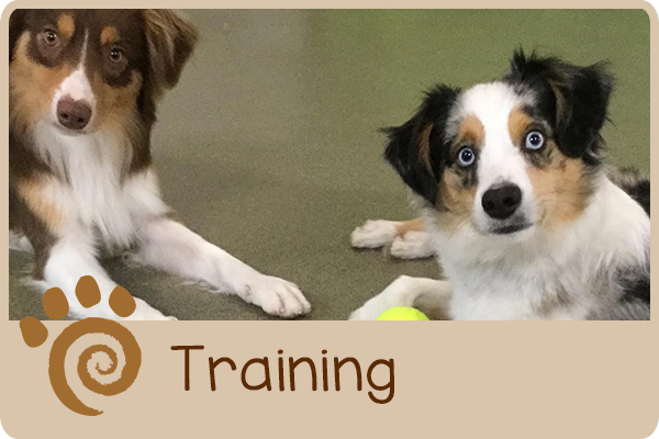 The Dog Den | Dog Day Care | Dog Training | Madison