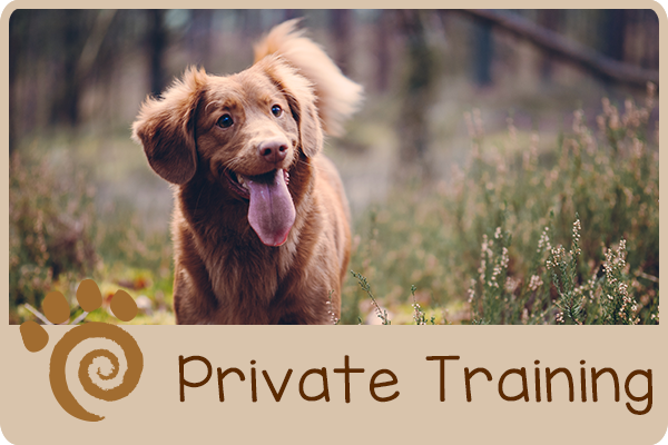 Positive Reinforcement Dog Training — The Dog Den | The Puppy Den