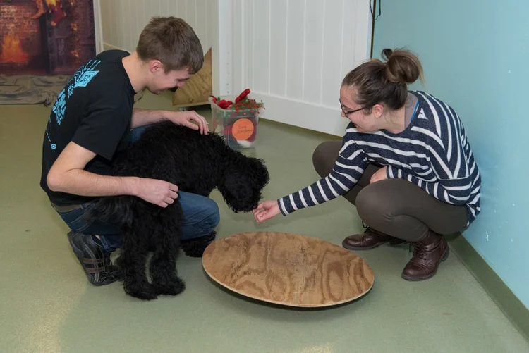 The Dog Den | Dog Day Care | Dog Training | Madison