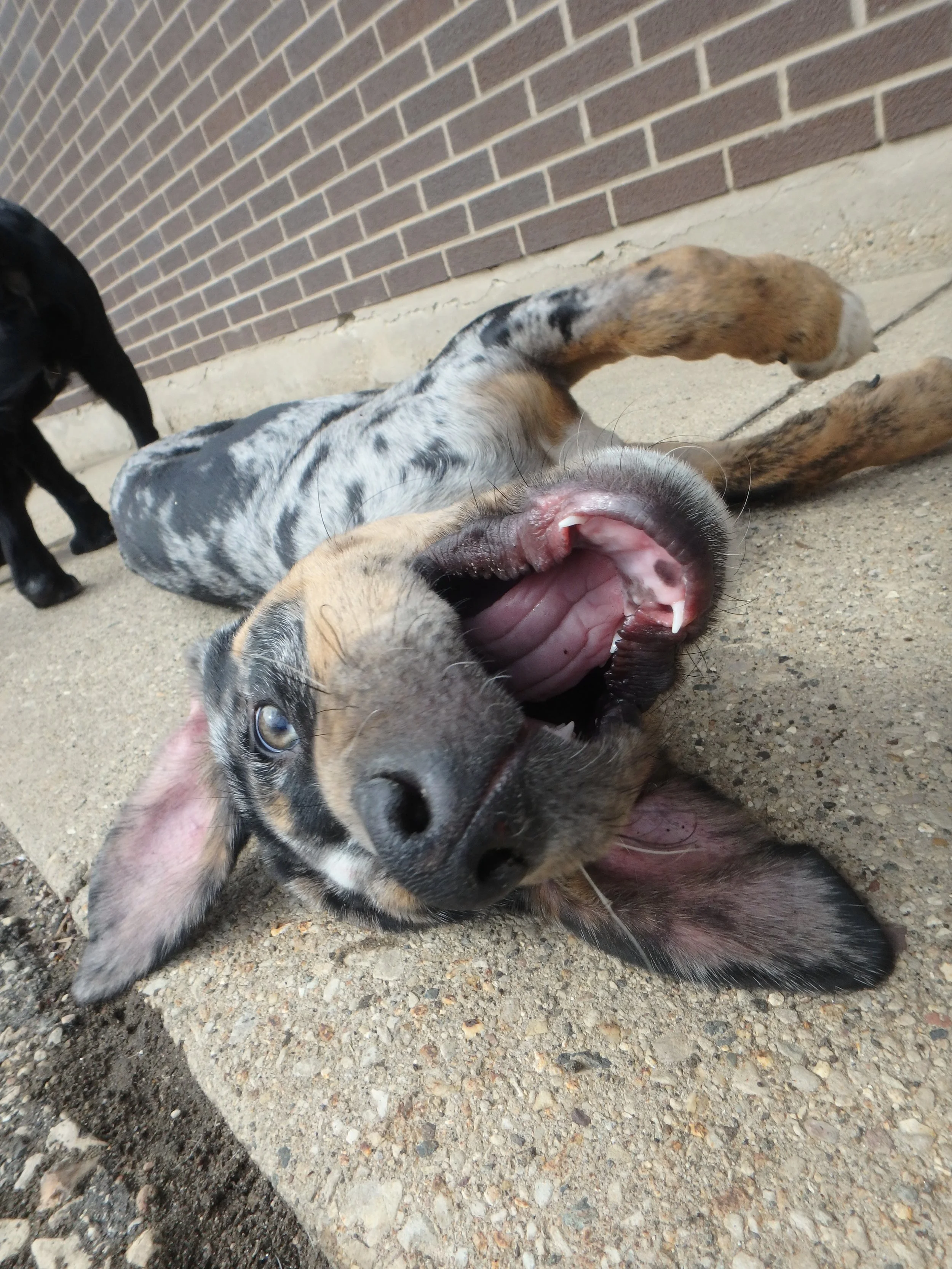 Positive Reinforcement Group Dog Training Class — The Dog Den | The ...