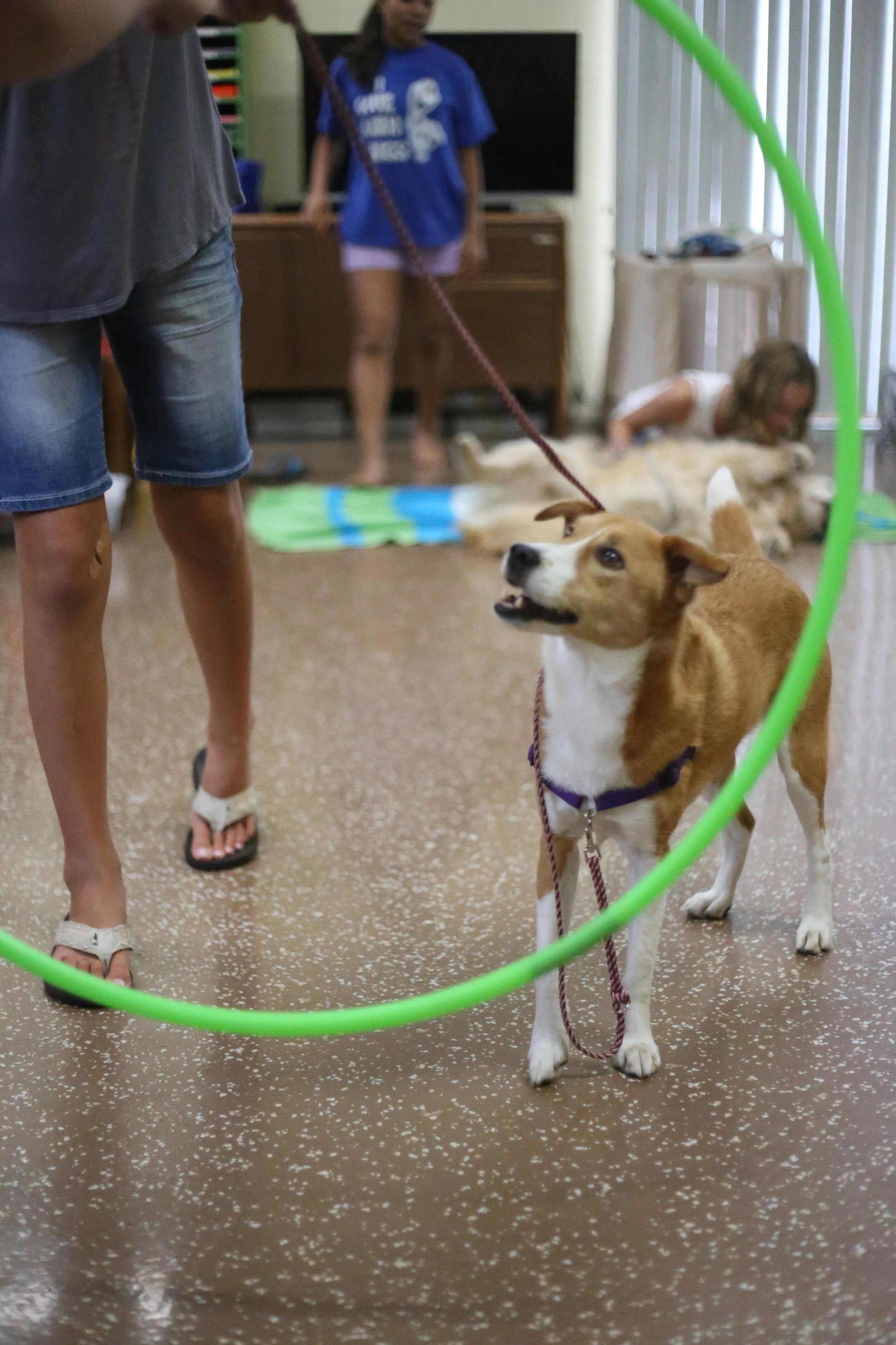 Group Training Classes — The Dog Den | The Puppy Den