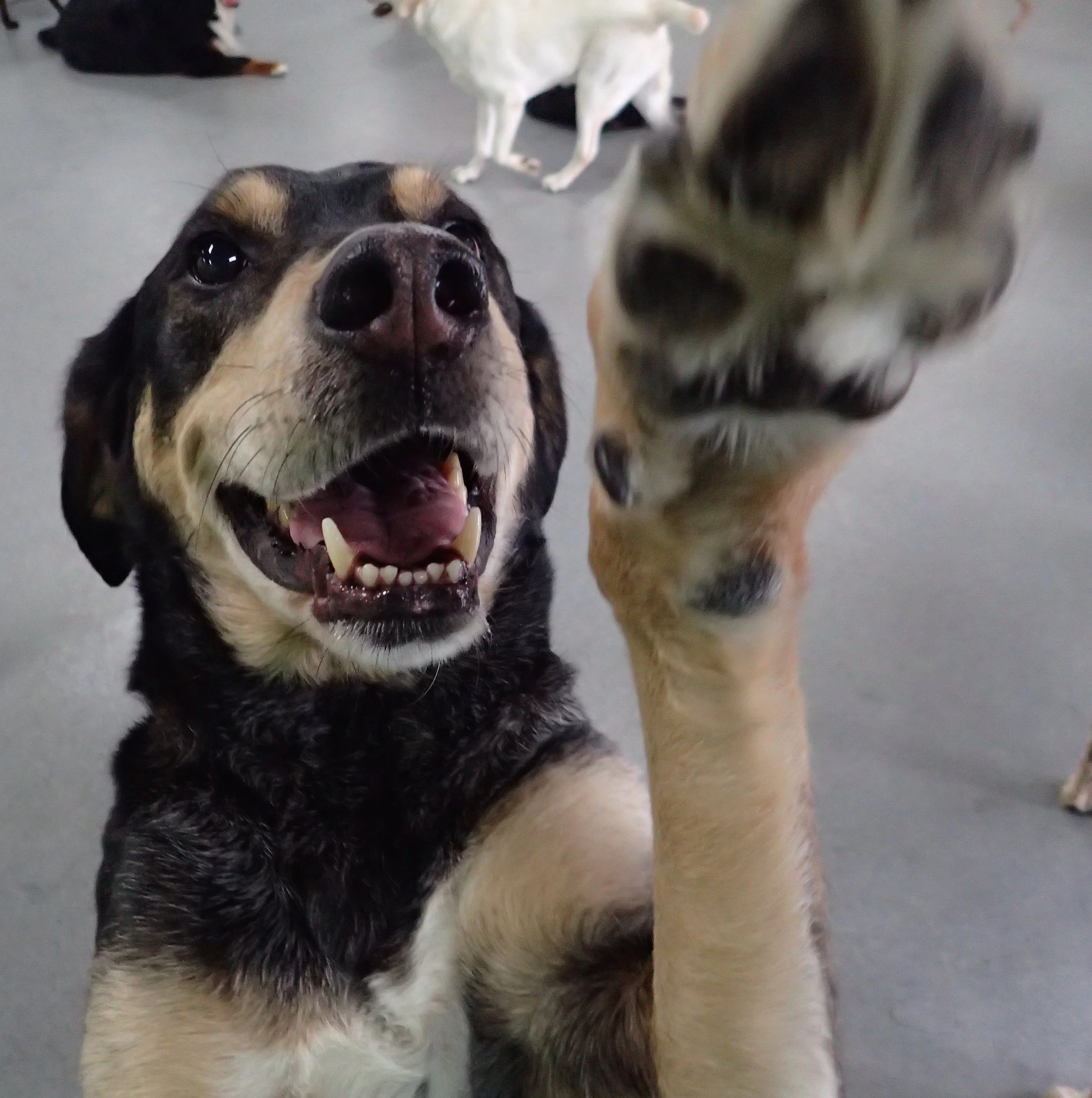 Group Training Classes — The Dog Den | The Puppy Den