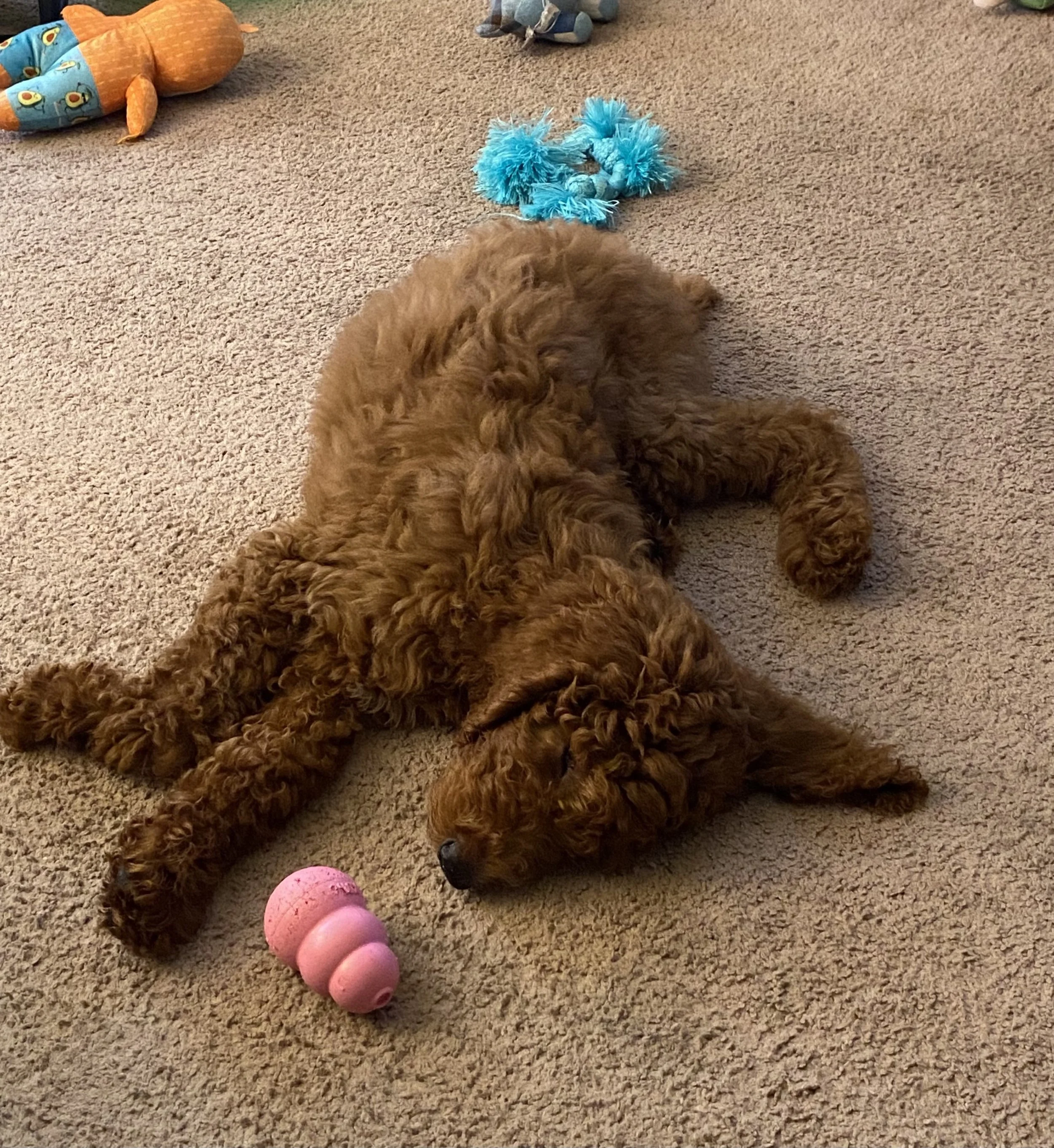 2023 Staff Spotlight: Savvy — The Dog Den | The Puppy Den