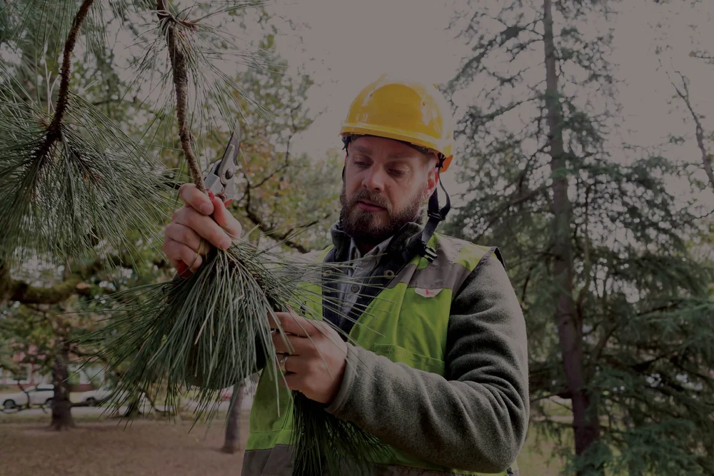 Tree Appraisal — Pacific Consulting Arborists