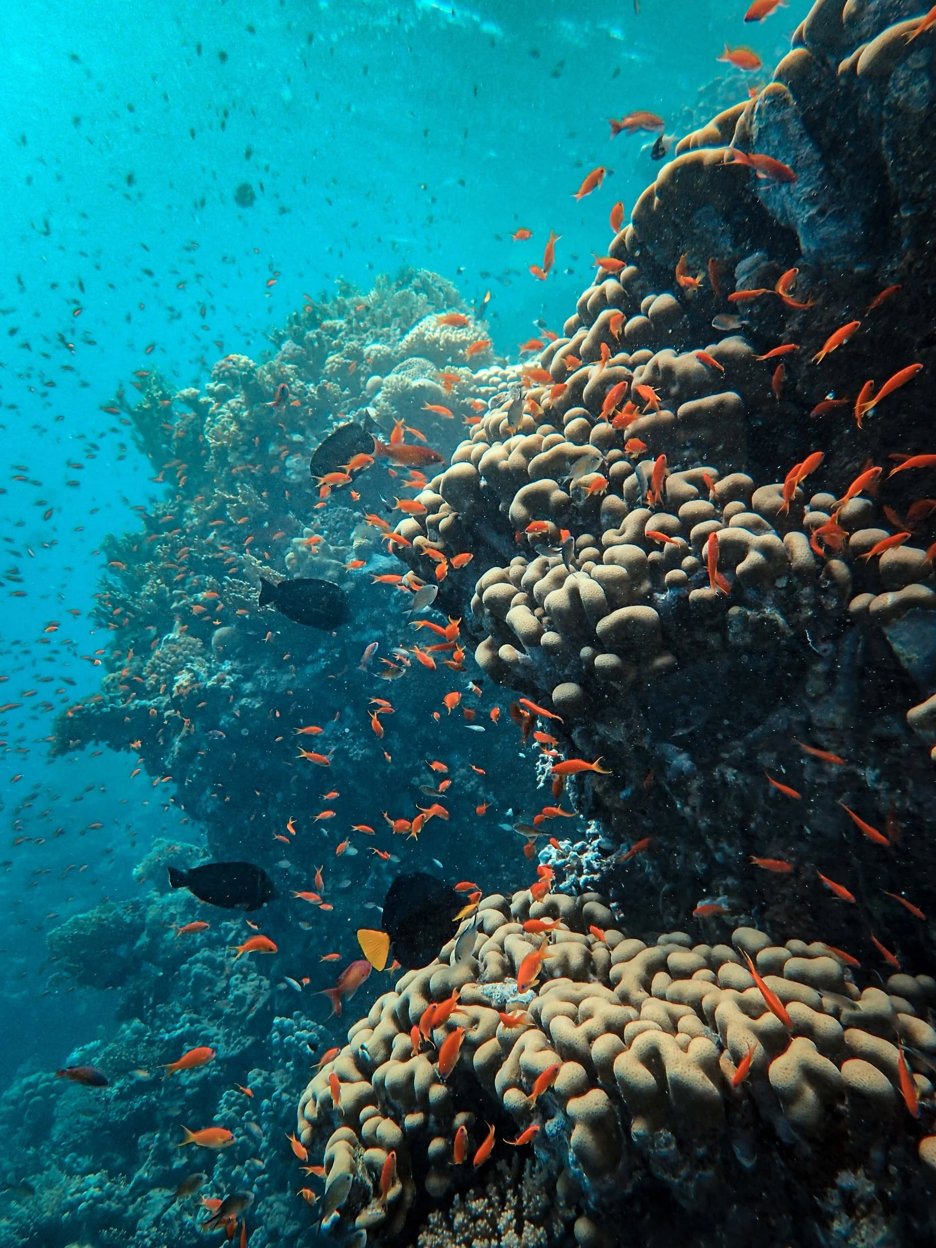 Best Things To Do in Aqaba, Jordan | Red Sea Resort Town — Her Nomad Eyes