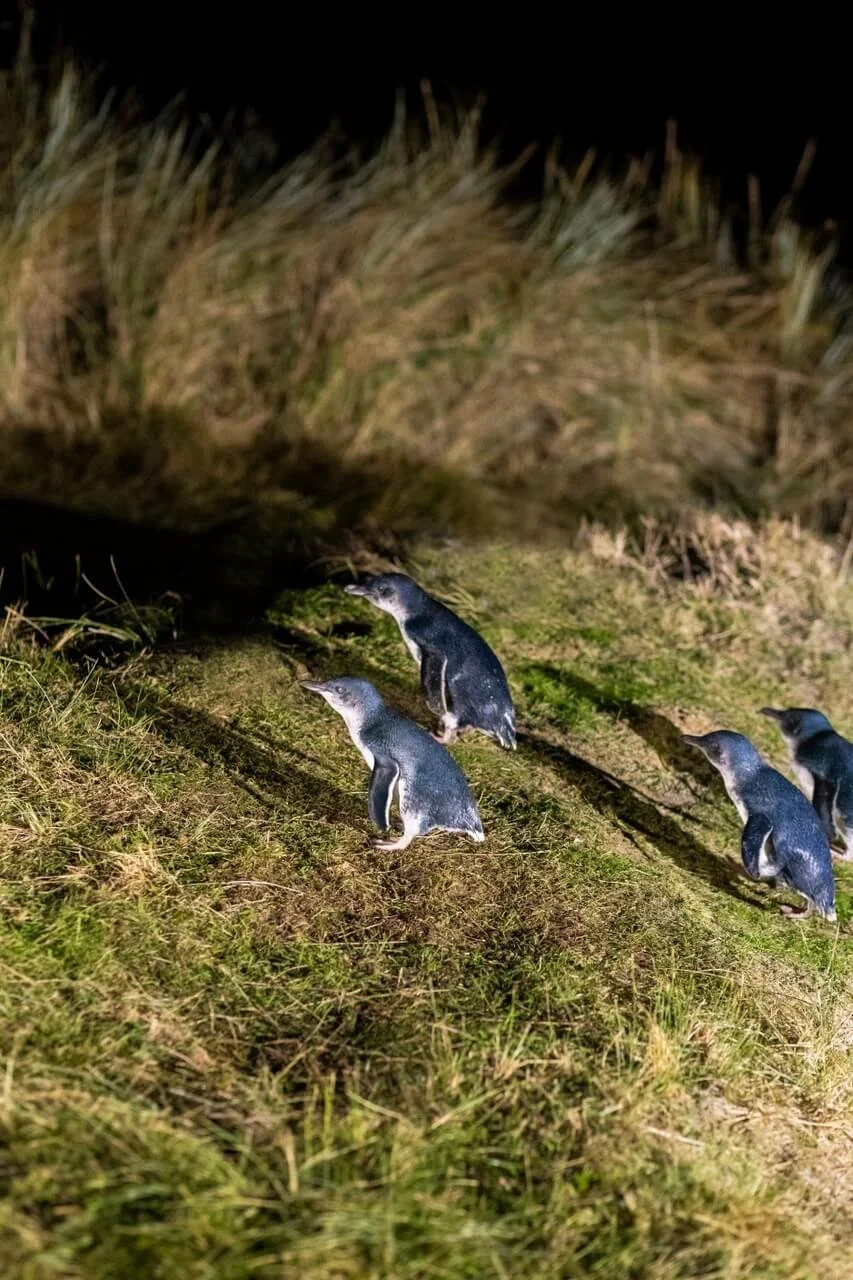 Best Things to Do in Dunedin, New Zealand | Local's Guide — Her Nomad Eyes