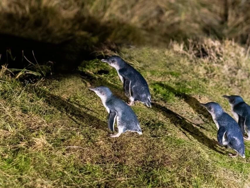 The Best Things To Do on the Otago Peninsula | Local’s Guide — Her ...