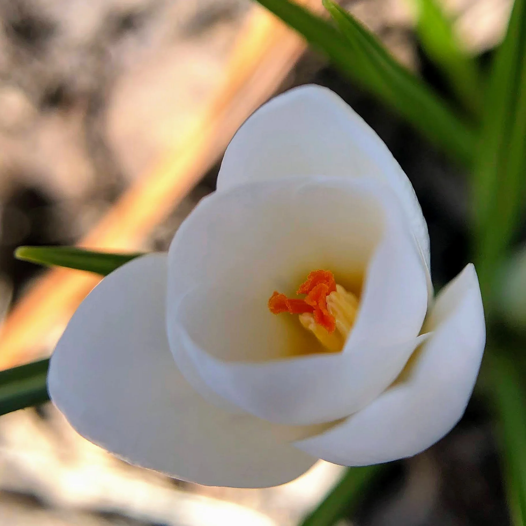 Snow Crocus: First spring blooms — Hilary Cannon Anderson