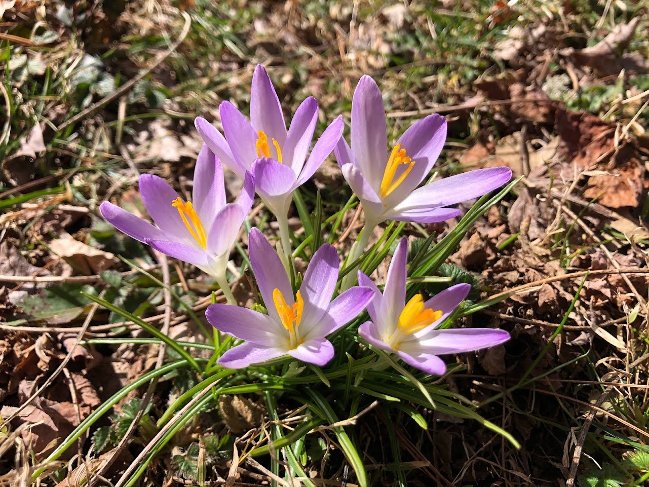 Spring Crocus and Daffodils — Hilary Cannon Anderson