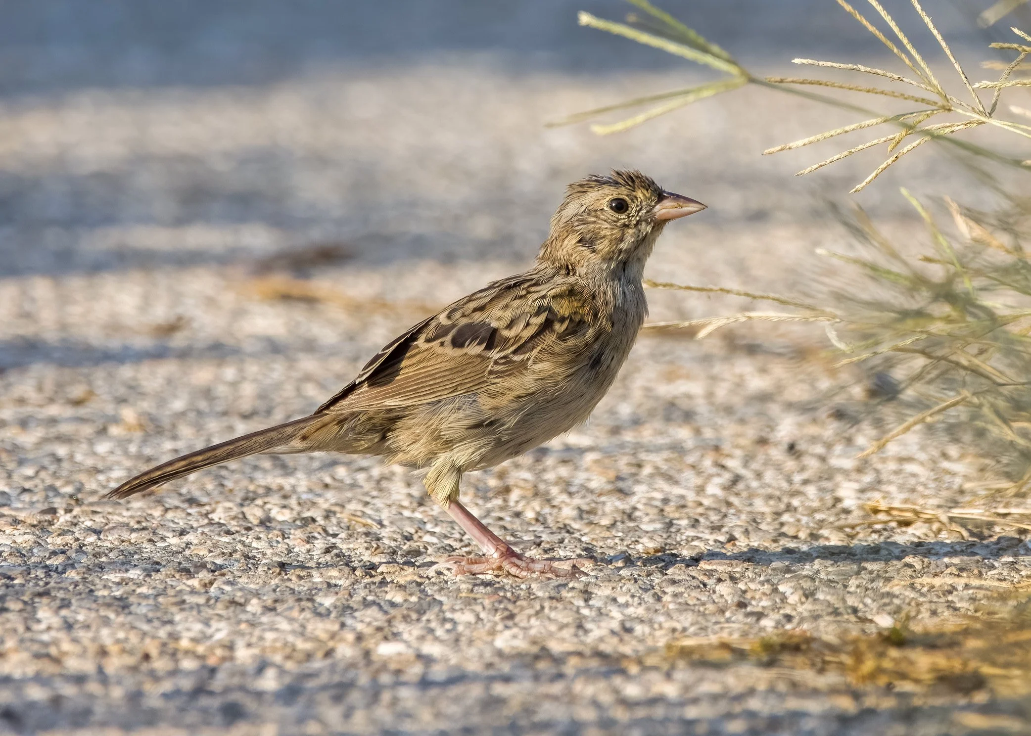 Latest Sightings — Birds by Jason