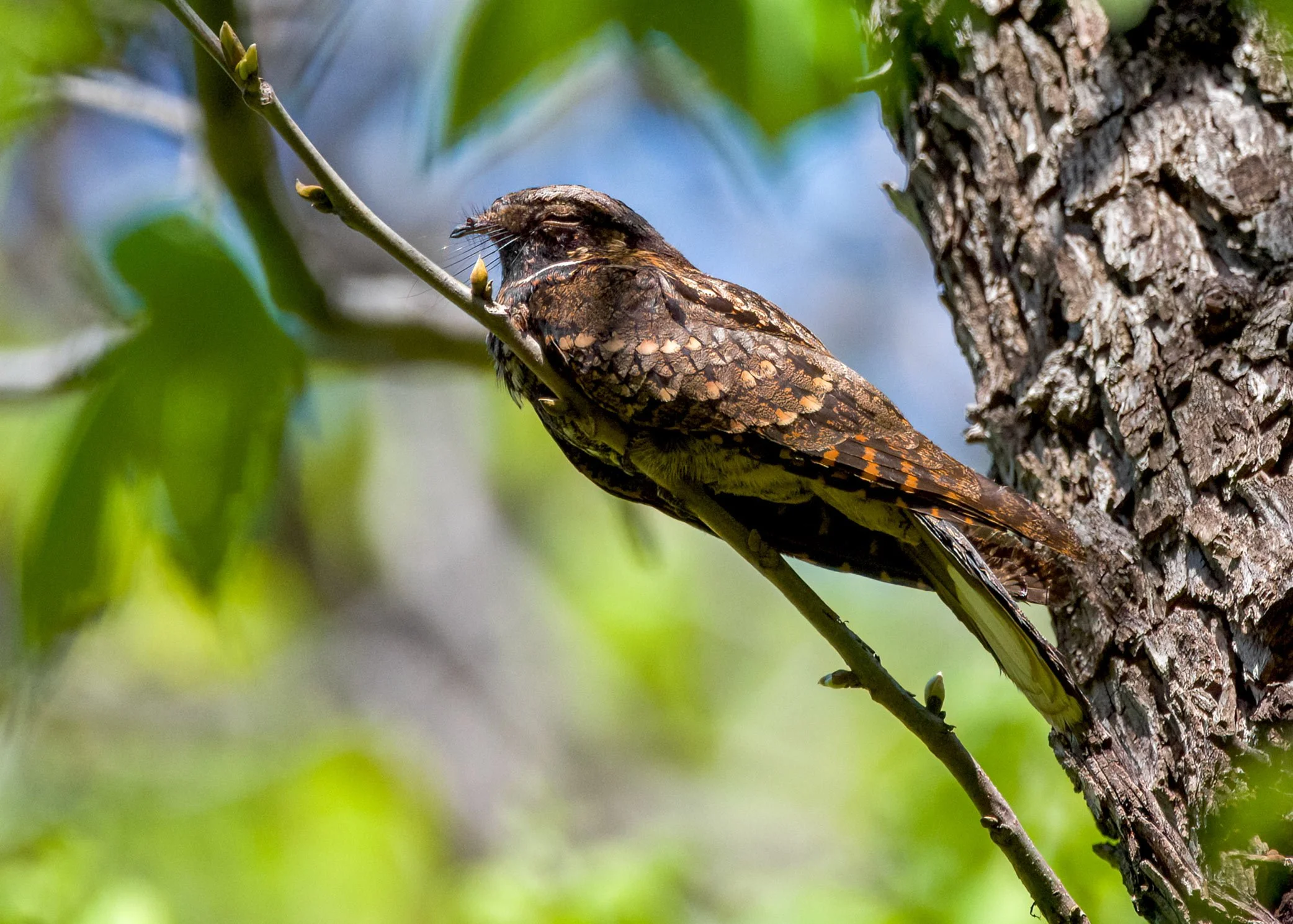 Latest Sightings — Birds by Jason