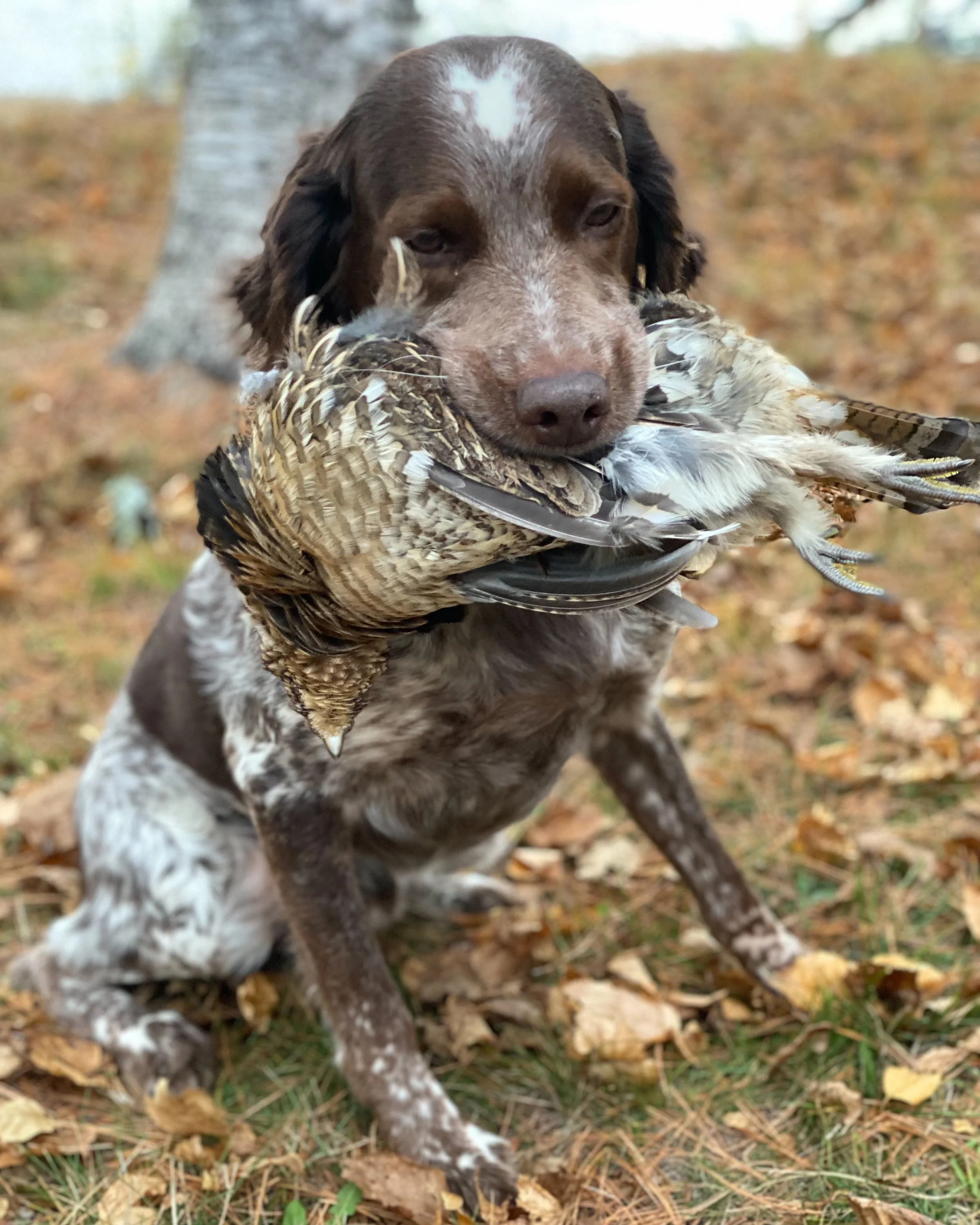 Brittany Spaniel Liver Roan