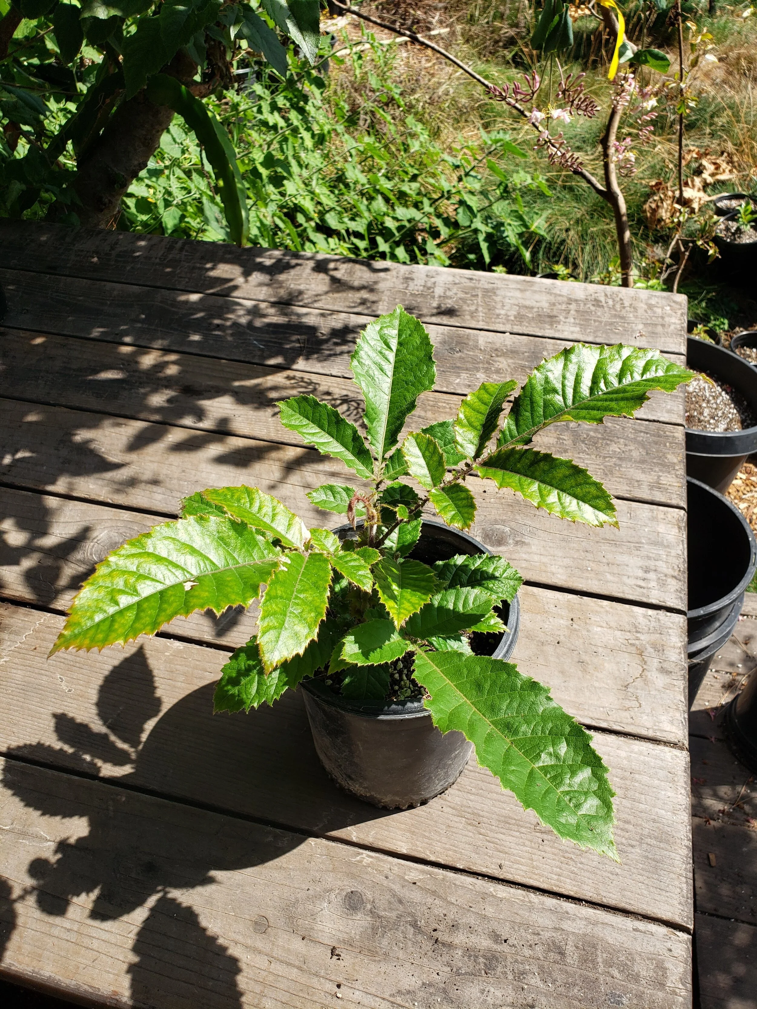 Davidsonia pruriens — Wildlands Farm and Nursery