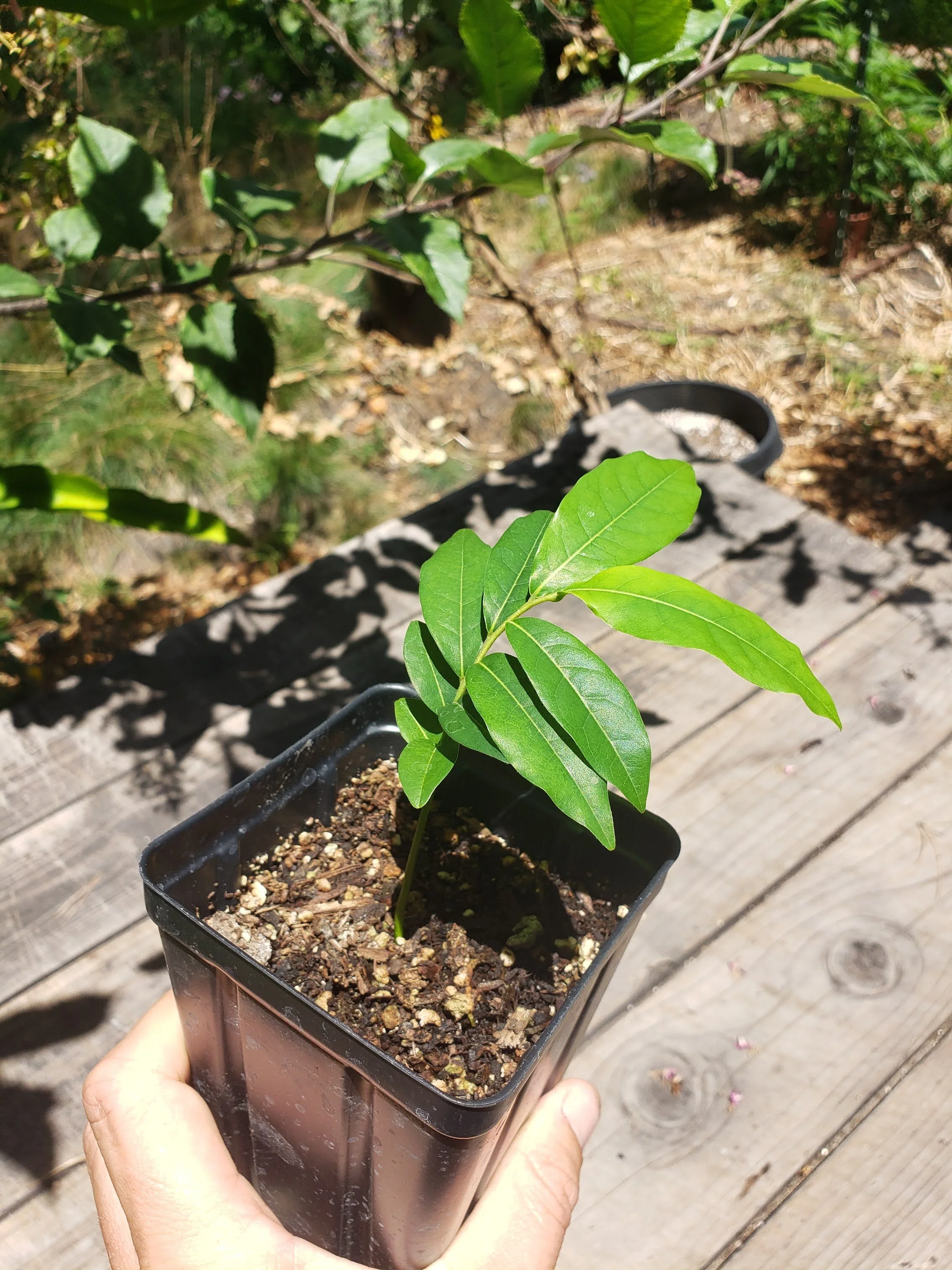 Syzygium fibrosum — Wildlands Farm and Nursery