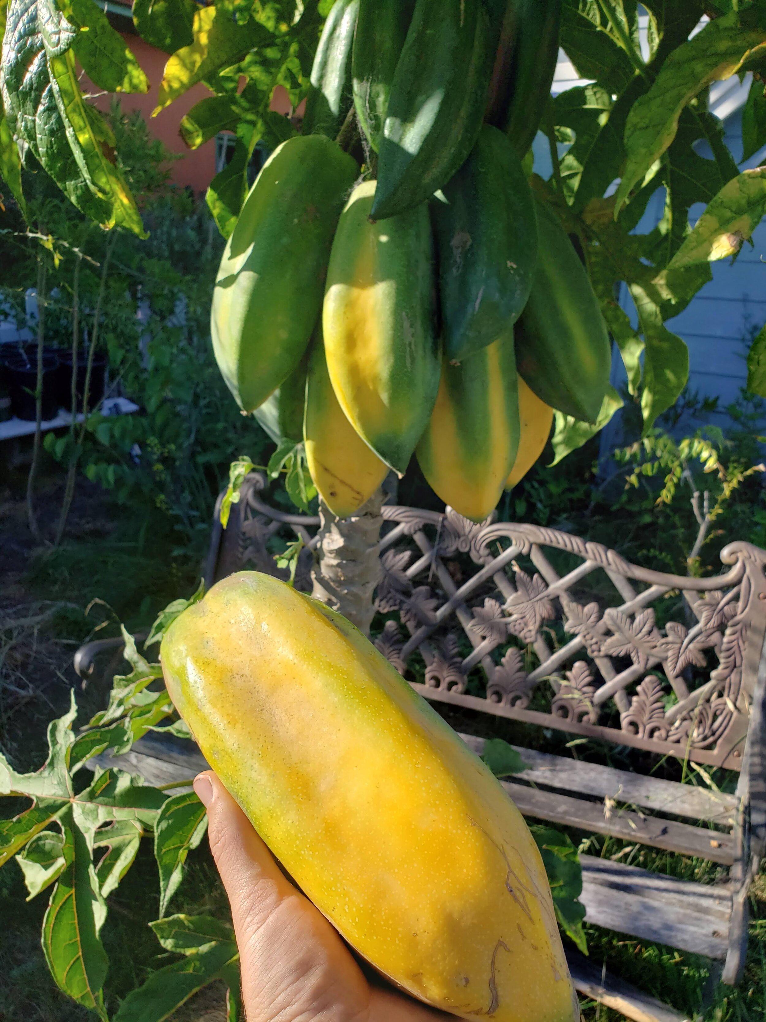 Babaco Papaya — Wildlands Farm and Nursery