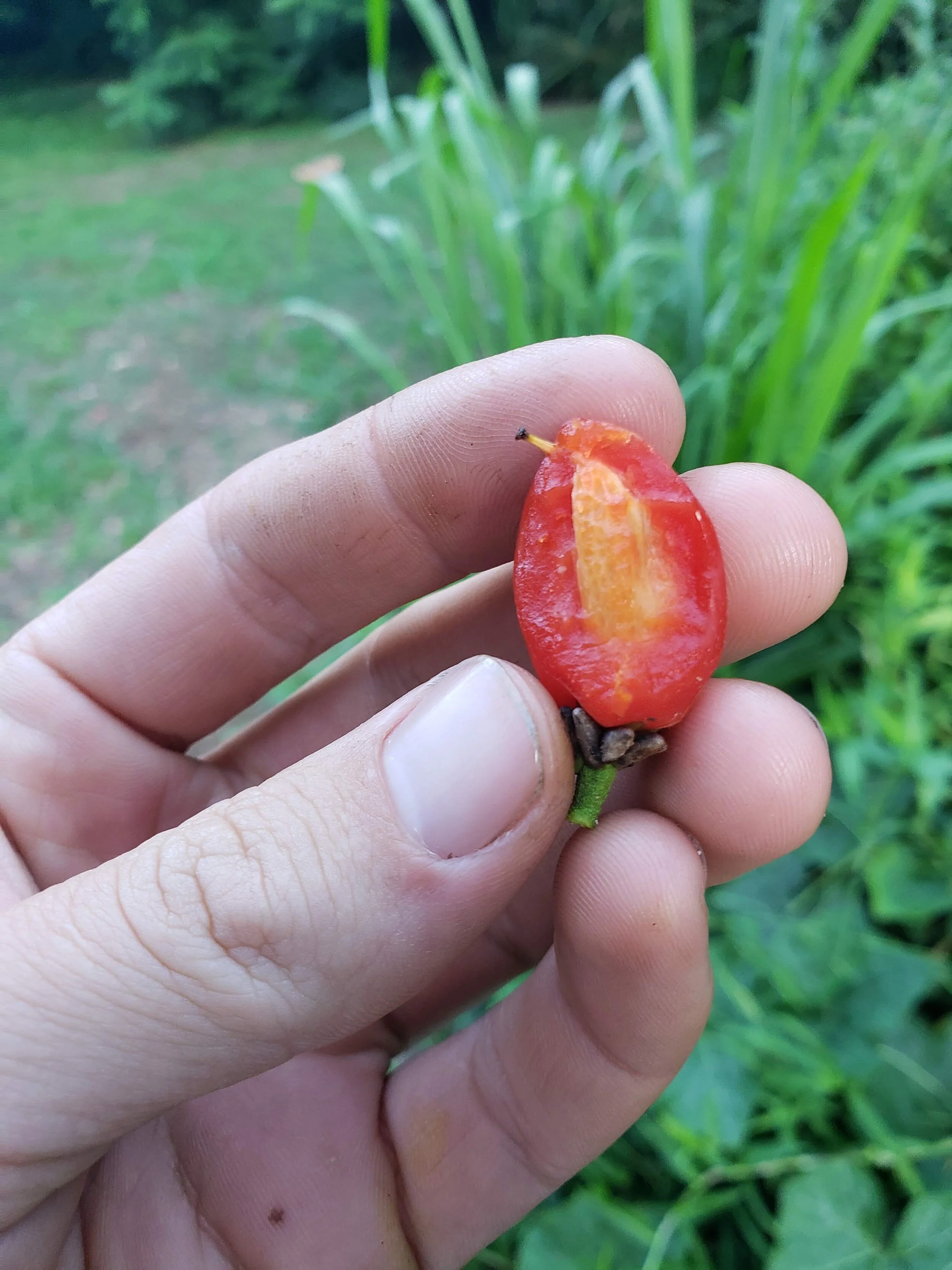 Bunchosia sp — Wildlands Farm and Nursery