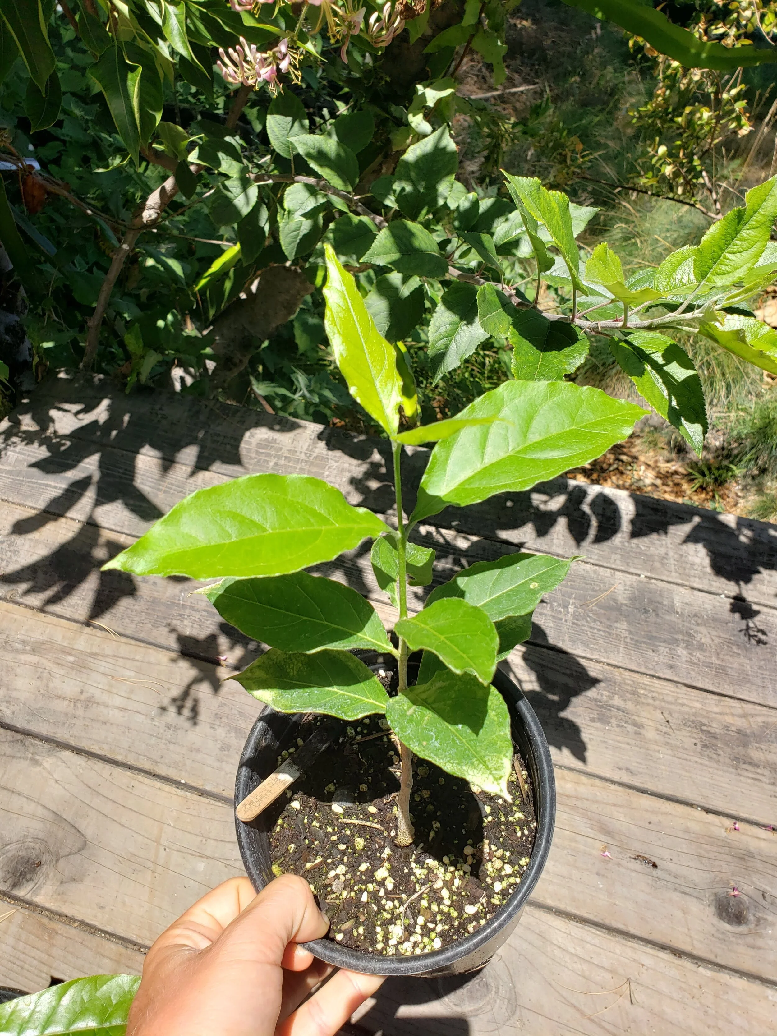 Bunchosia sp — Wildlands Farm and Nursery