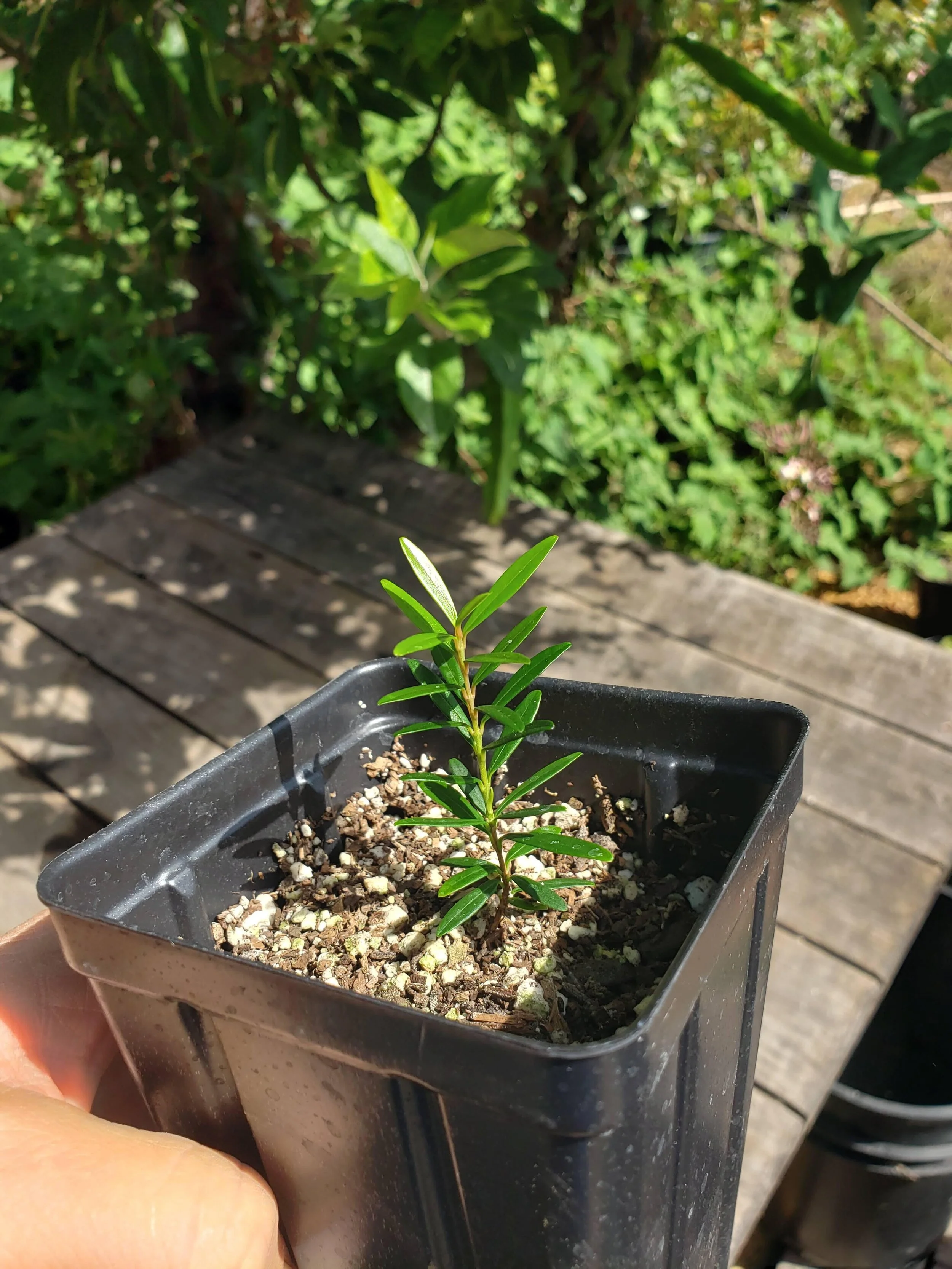 Eugenia mattosii — Wildlands Farm and Nursery