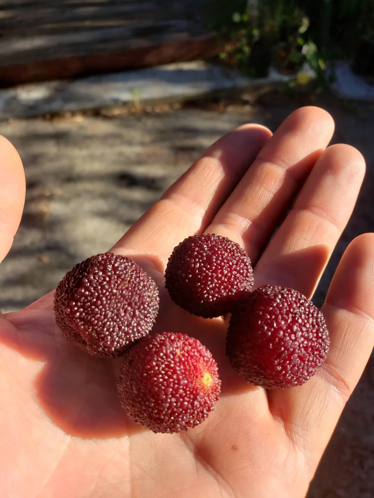 Myrica rubra, Yangmei — Wildlands Farm and Nursery