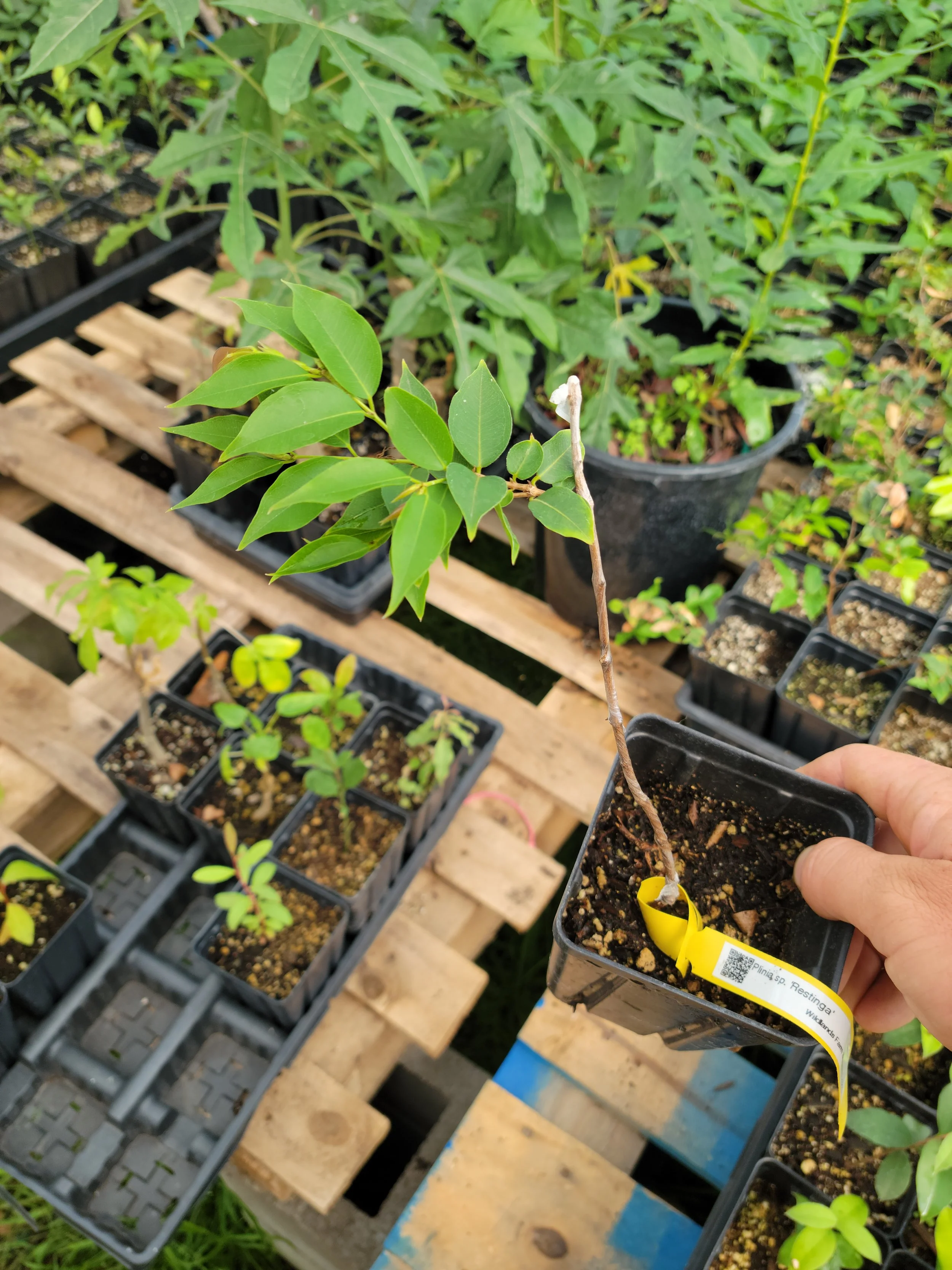 Shop — Wildlands Farm and Nursery