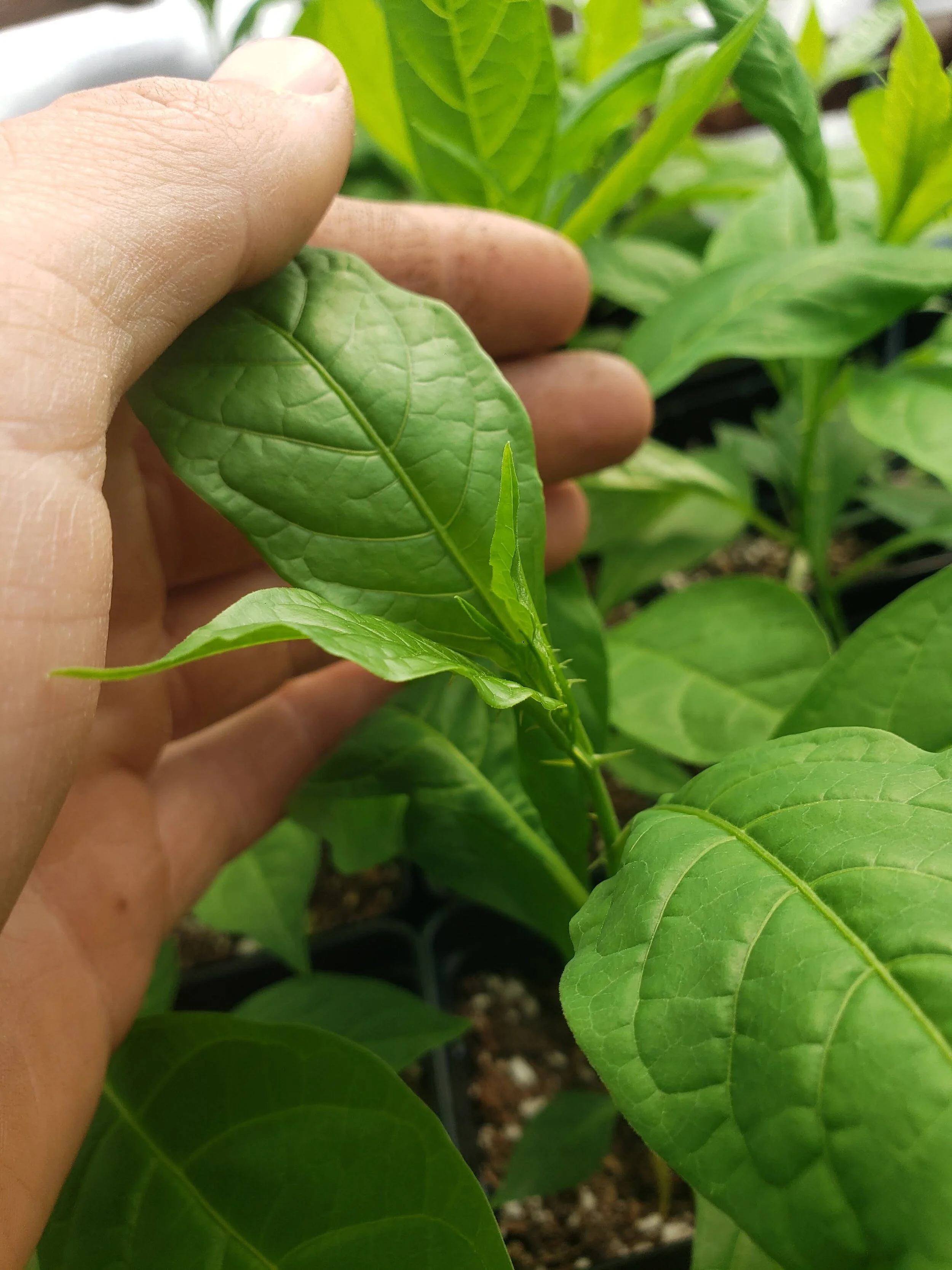 Solanum glaucescens, Cuatomate — Wildlands Farm and Nursery
