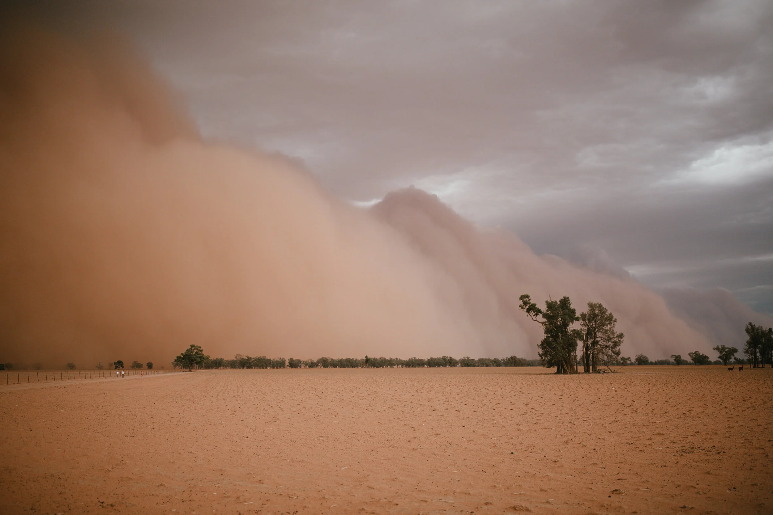 Shop — Clancy Paine