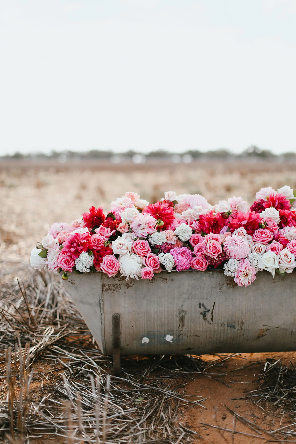 Shop — Clancy Paine