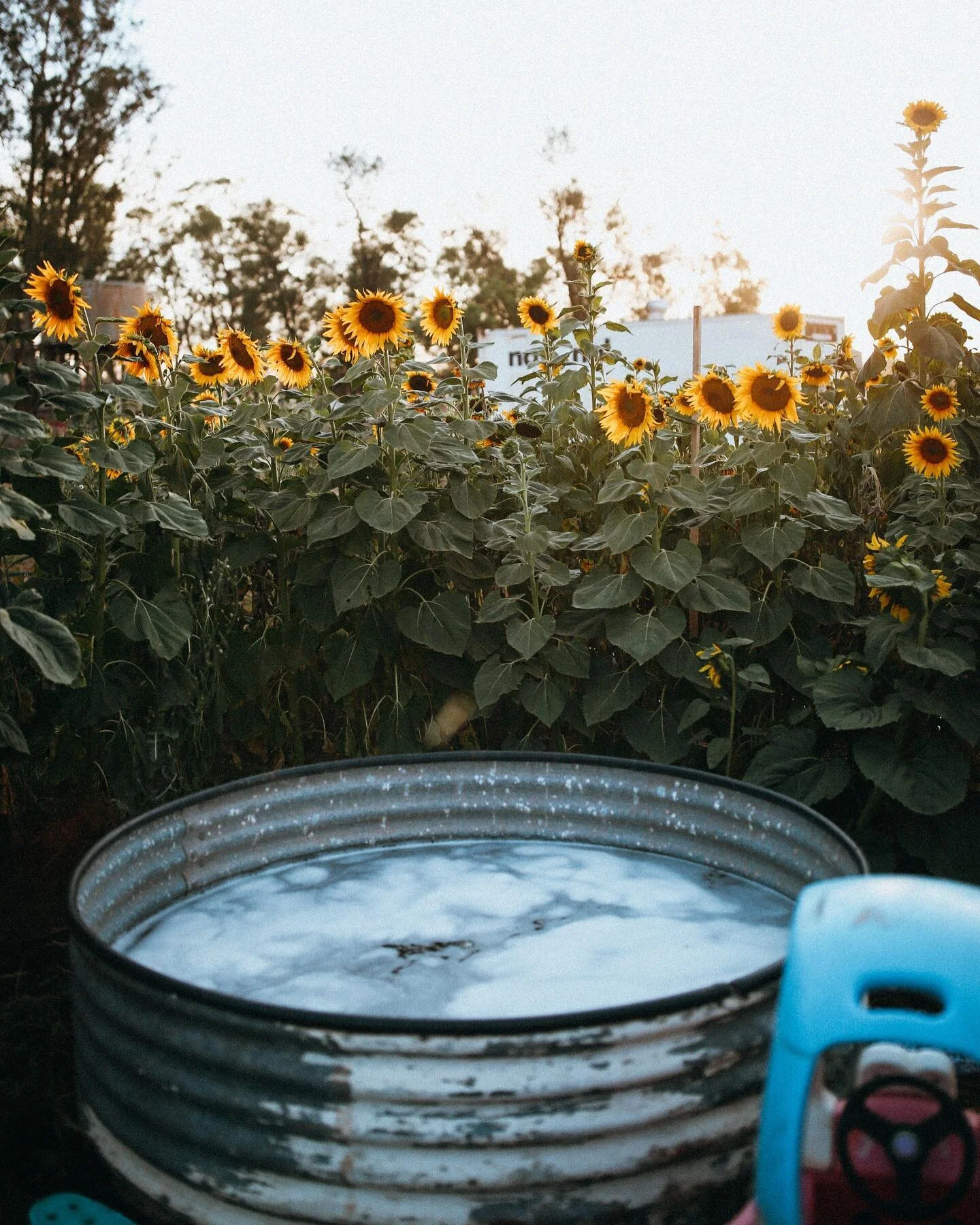 Blue Claw — Clancy Paine