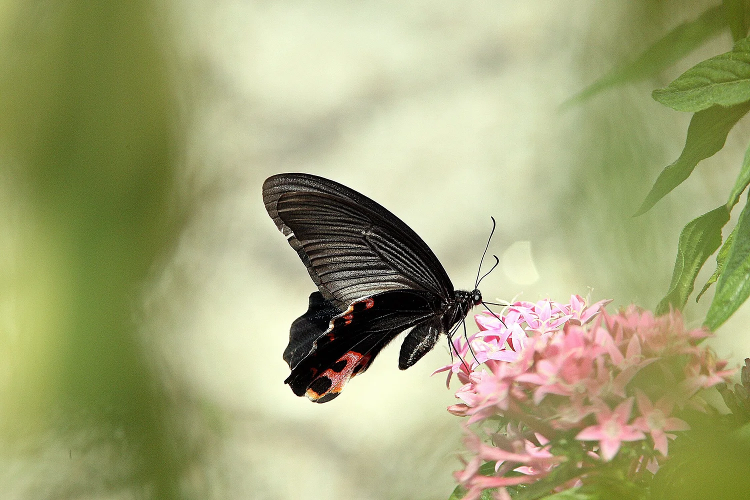 Butterfly Data