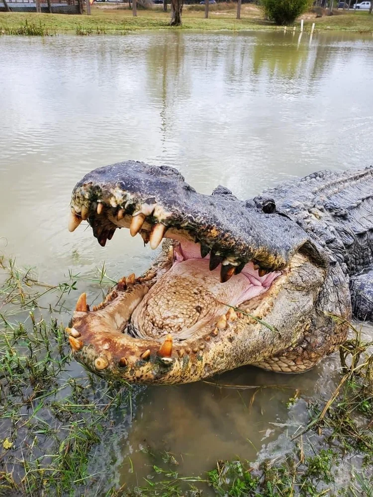 Gator Country Beaumont | Alligator Adventure Park in Southeast Texas