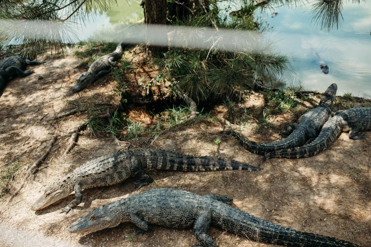 About Gator Country | Alligator Sanctuary in Beaumont TX — Gator ...