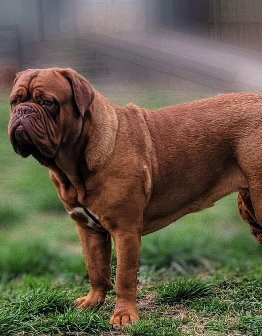 BORDEAUX LEGENDS | Discover and Adopt Today