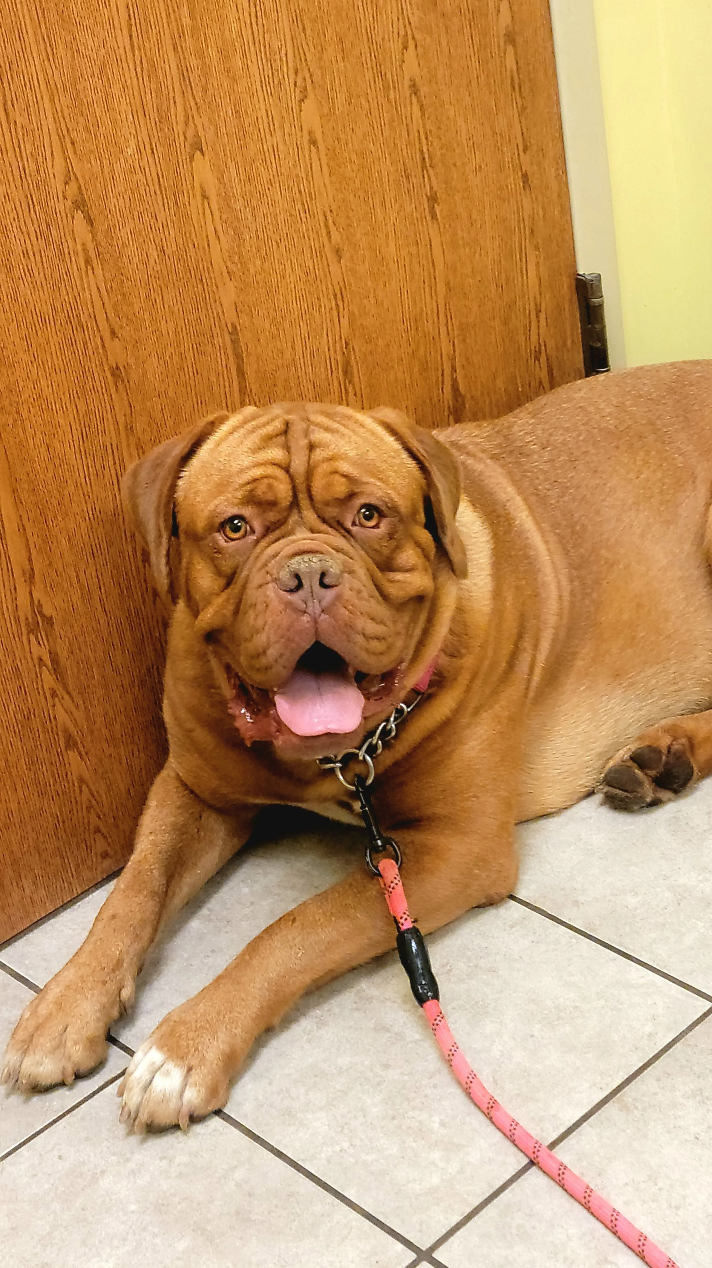 Female French Mastiff